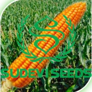 F1 Hy Maize Archives - Sudevi Seeds Pvt. Ltd.